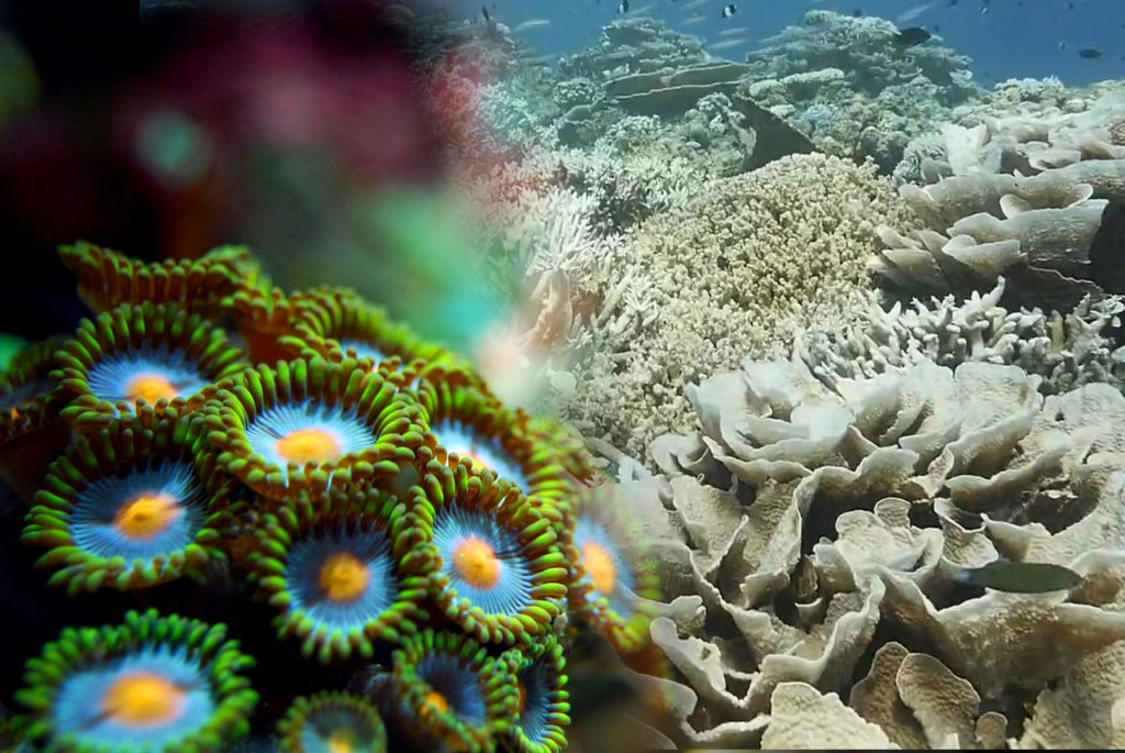 2 major causes of coral reef bleaching - Leakshare