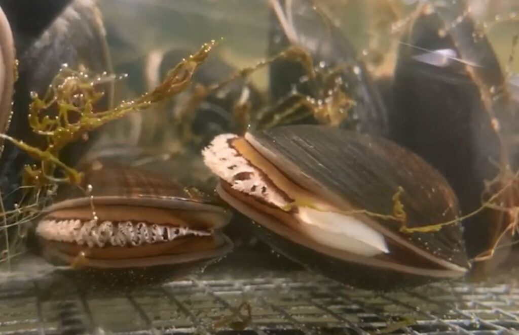 Mussels can be the biggest help in the fight against microplastics ...