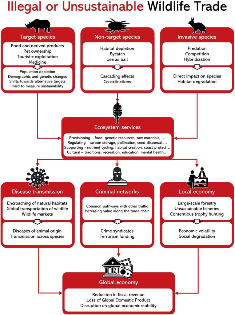 The illegal wildlife trade has a major impact on species extinction ...