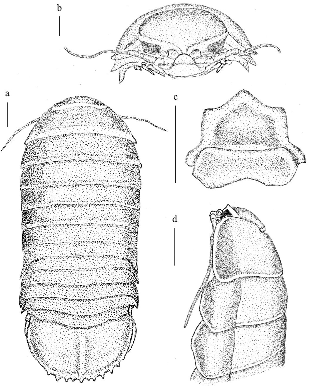 This Huge Deep-sea Isopod is a Newly Discovered Species - Leakshare